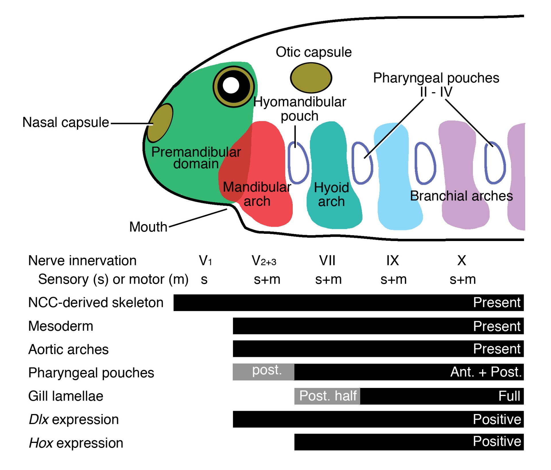 Jaw Origins :: Evolutionary Morphology